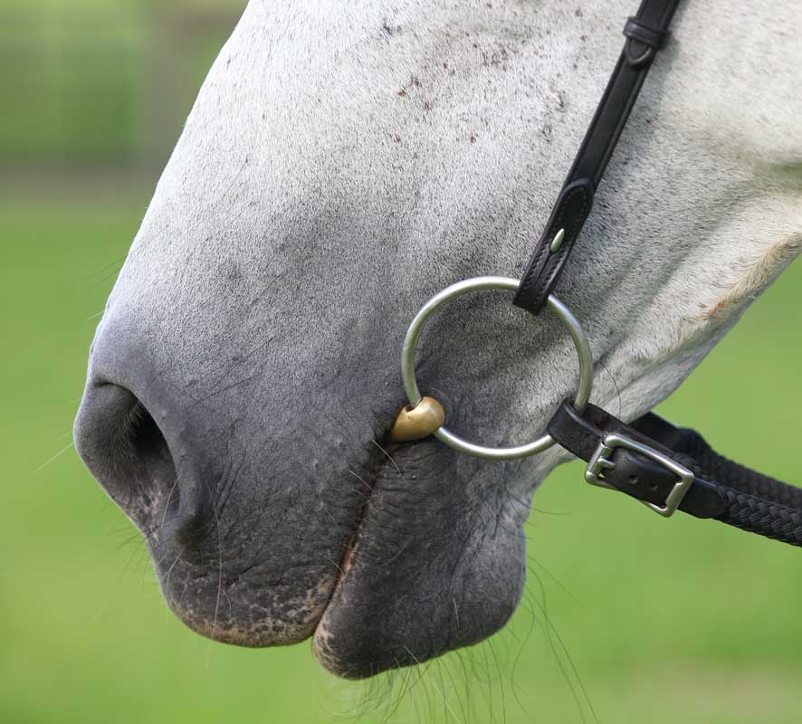 Dressage Naturally Bridle
